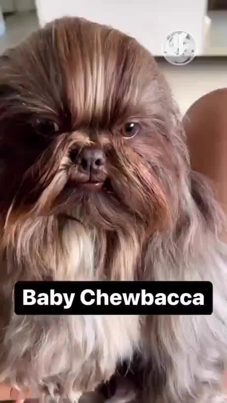 Baby Chewbacca Puppy