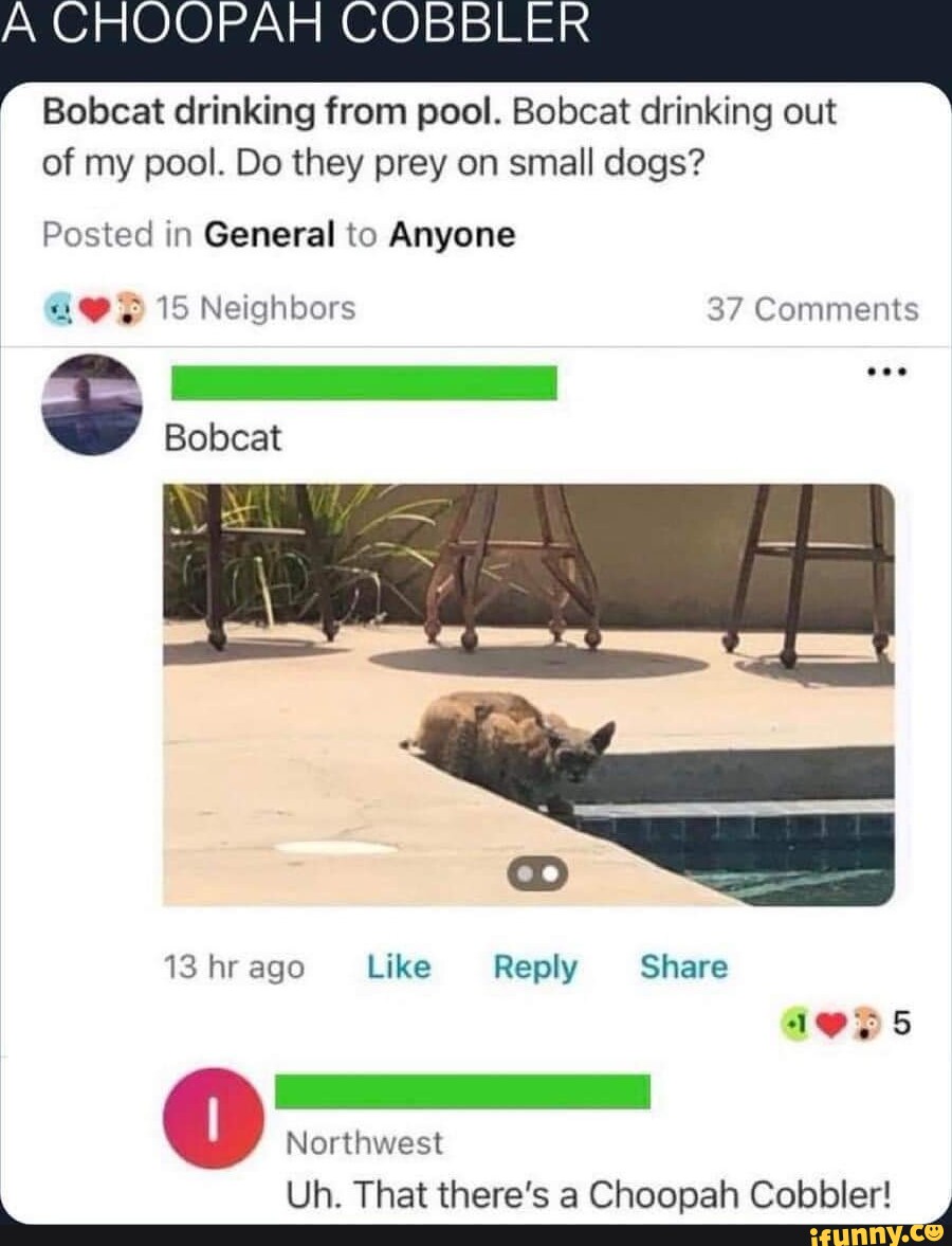 A CHOOPAH COBBLER Bobcat drinking from pool. Bobcat drinking out of my ...