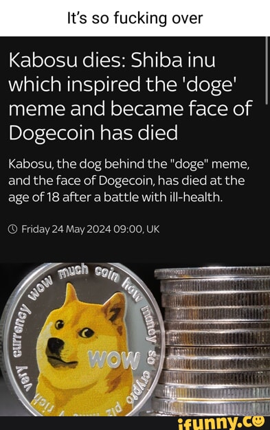 It's so fucking over Kabosu dies: Shiba inu which inspired the 'doge' meme and became face of ...