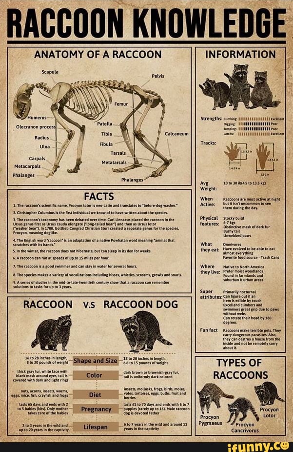 RACCOON ANATOMY OF KNOWLEDGE ANATOMY OF A RACCOON Pelvis Patella Tibla ...