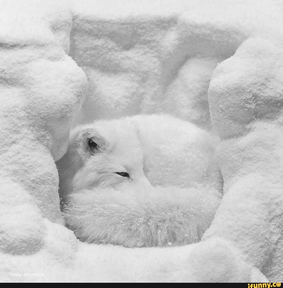 #arctic_fox one of my favourite animals. The only canid species with ...