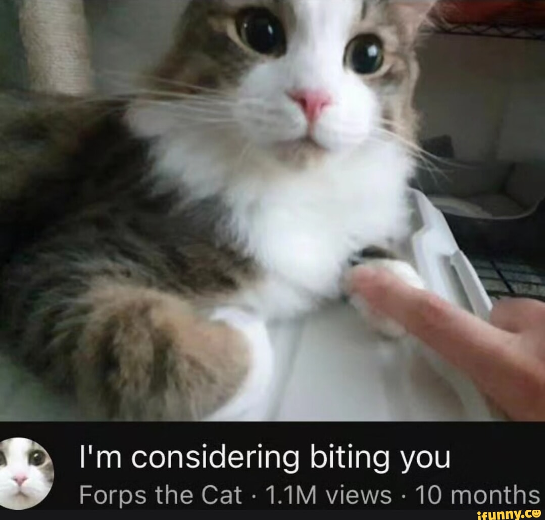 I'm considering biting you Forps the Cat - 1.1M views - 10 months ...