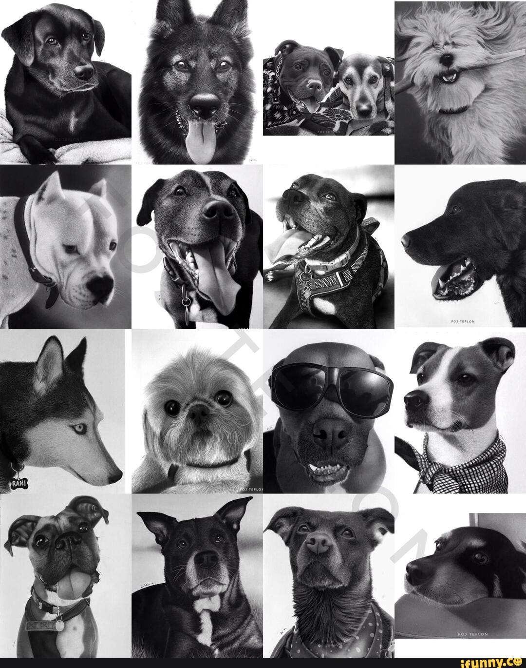 Collage of dog portraits I've drawn over the years (pencils on paper ...
