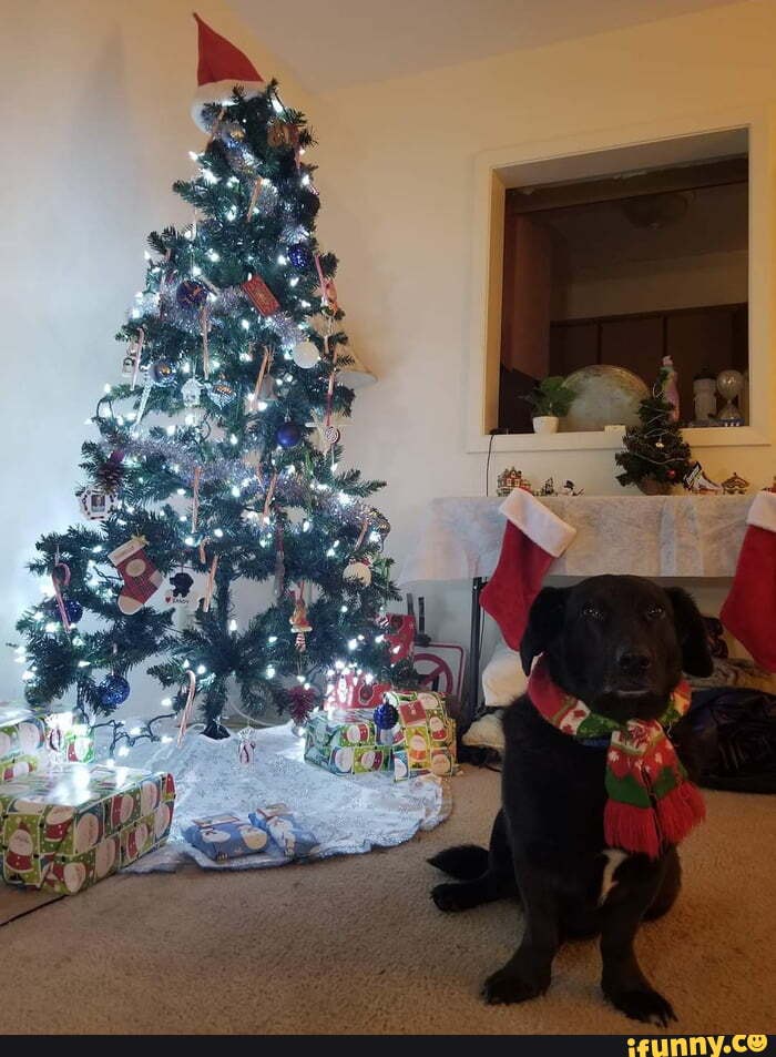 Bassador memes. Best Collection of funny Bassador pictures on iFunny Brazil