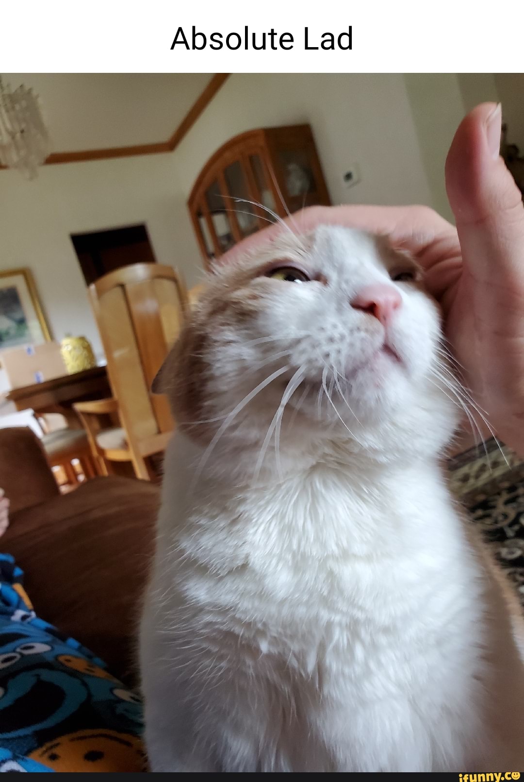 Absolute Lad - iFunny Brazil