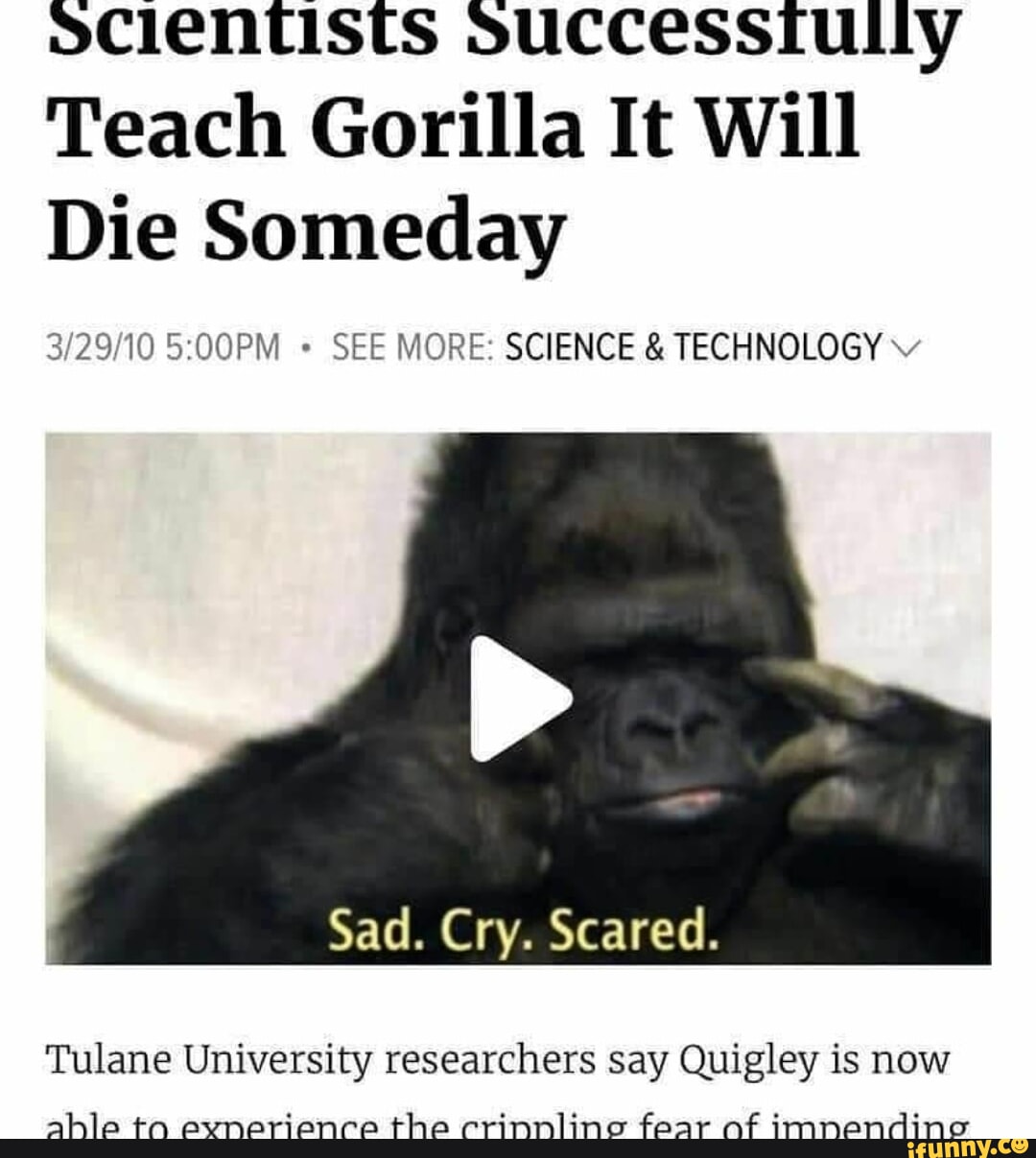 Scared Gorilla