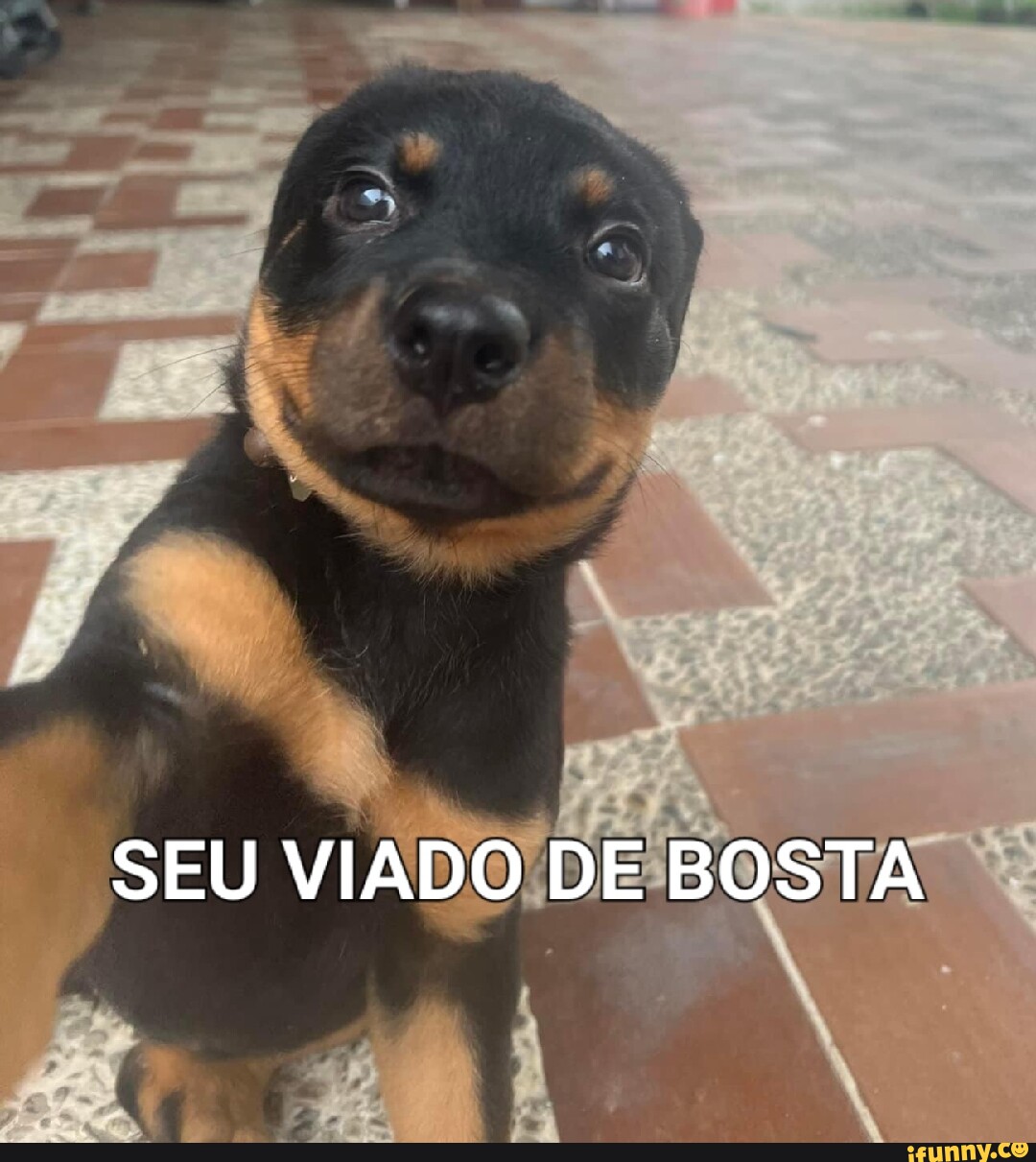 SEU VIADO DE BOSTA - iFunny Brazil