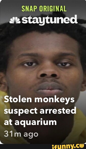 SNAP ORIGINAL staytuned Stolen monkeys suspect arrested at aquarium ago ...