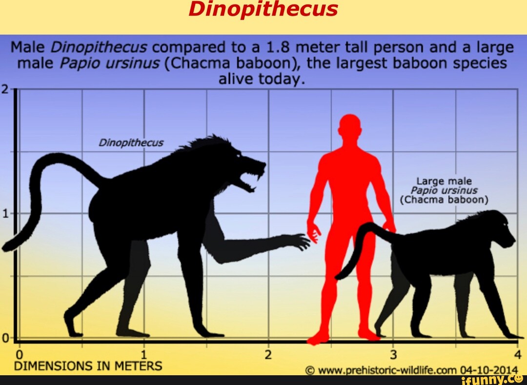 Dinopithecus Male Dinopithecus compared to a 1.8 meter tall person and ...