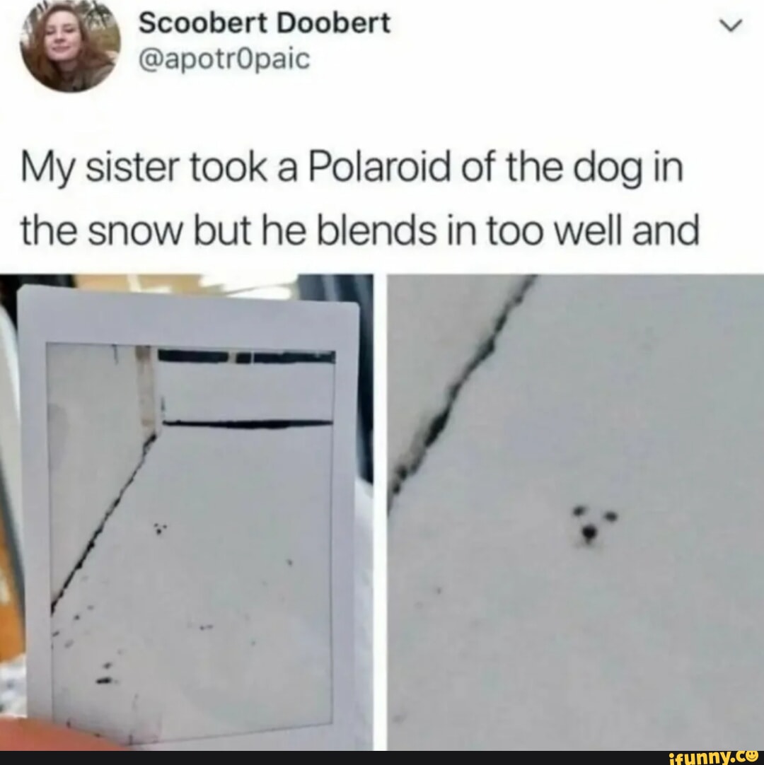 Scoobert Doobert My sister took a Polaroid of the dog in the snow but ...