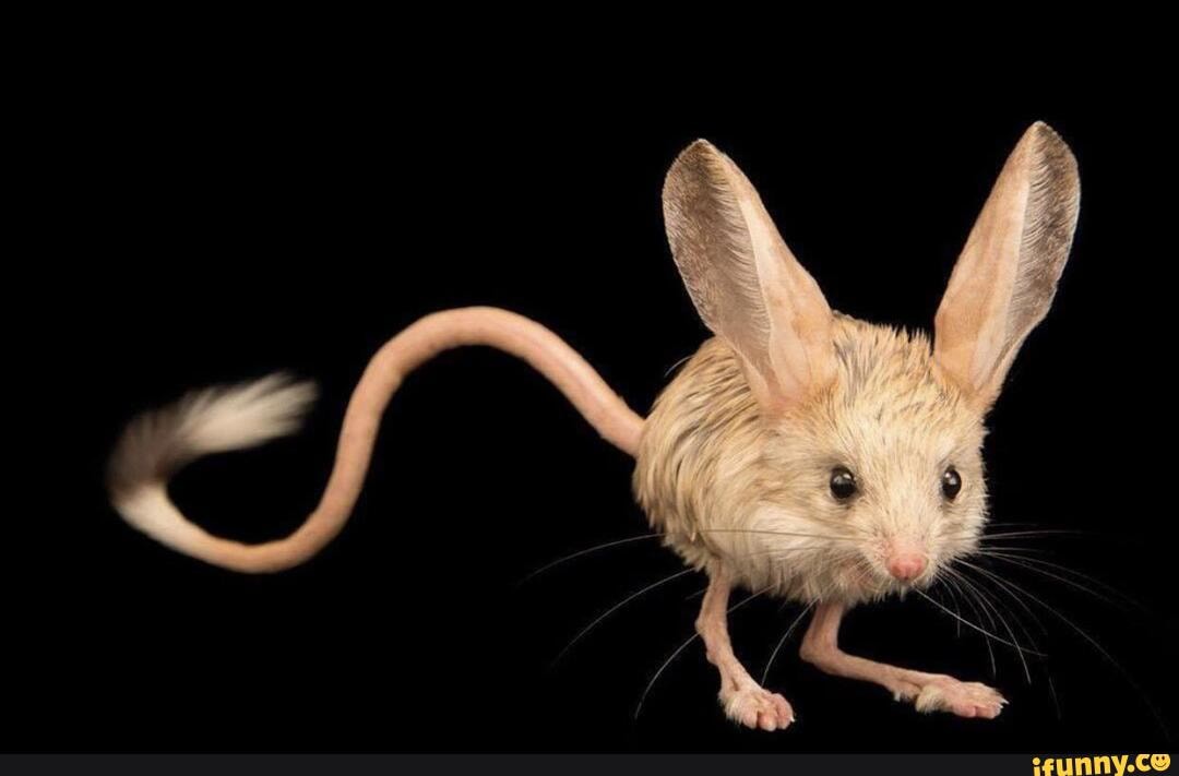Pygmy Jerboa Gif