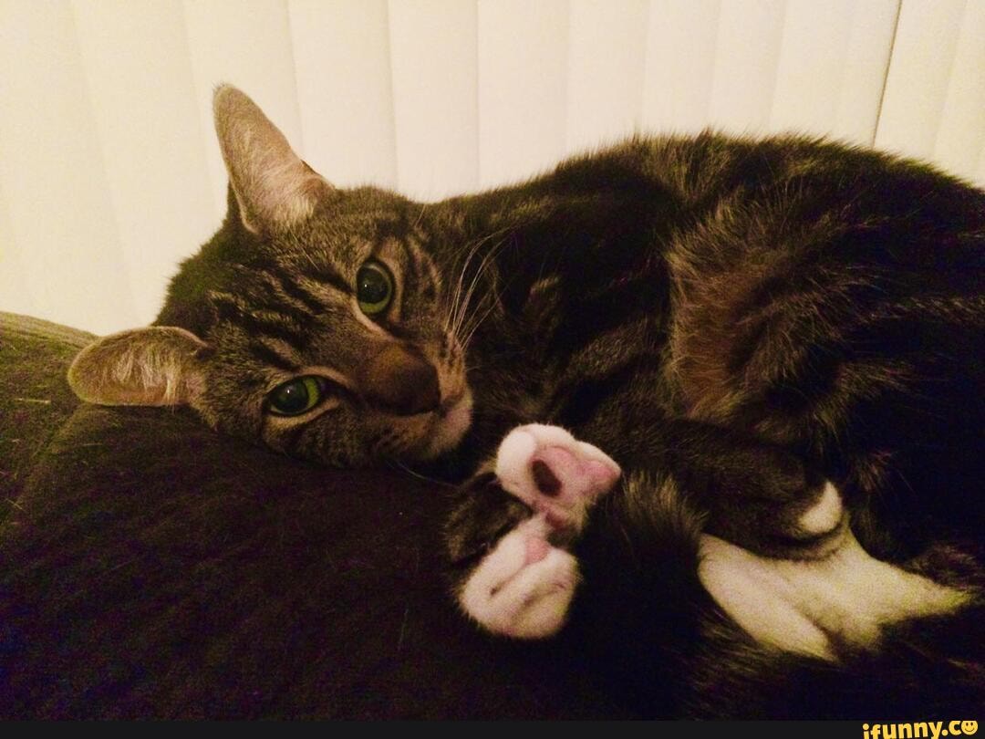 Meowser memes. Best Collection of funny Meowser pictures on iFunny Brazil