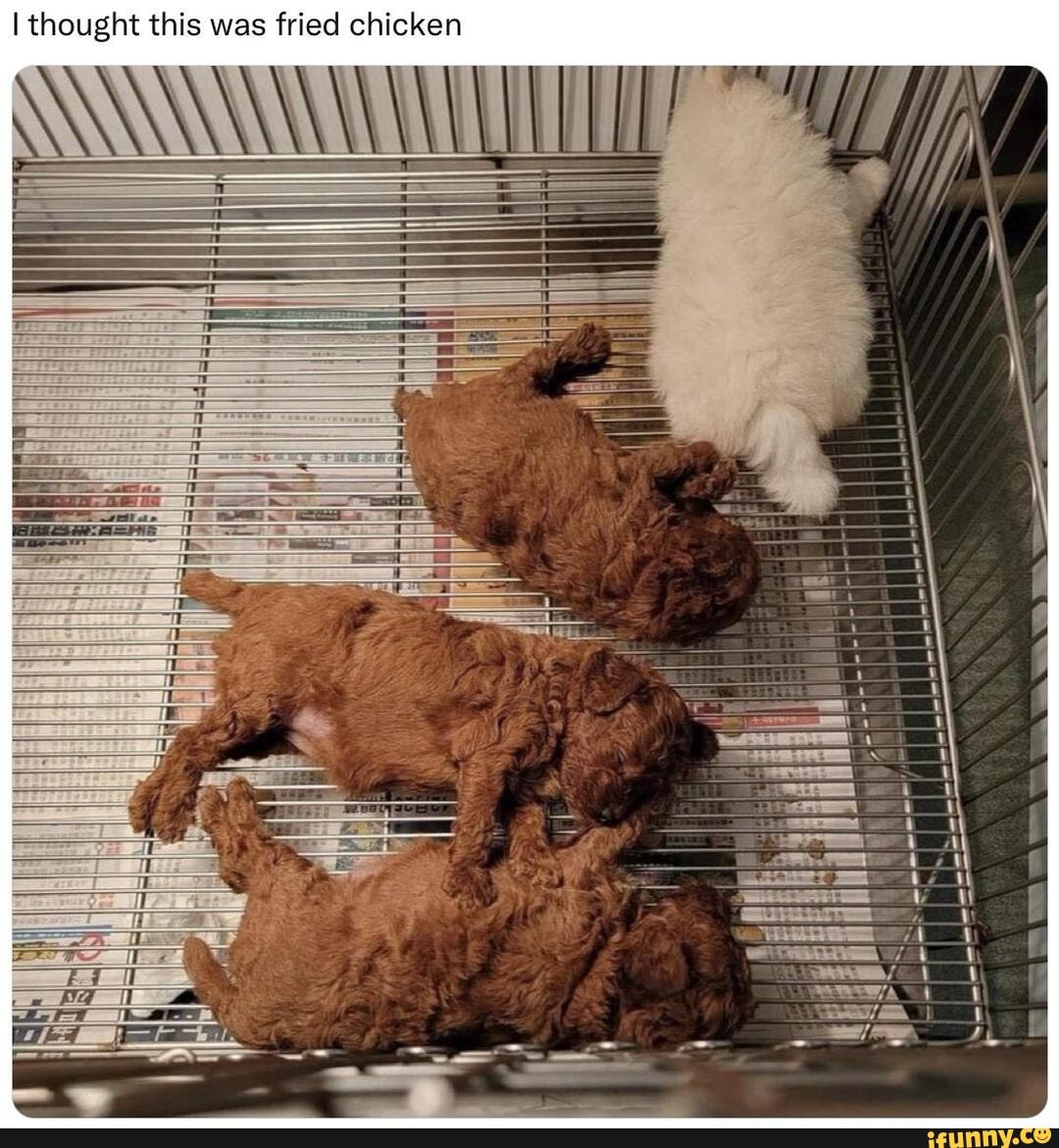 For a second I thought so - I thought this was fried chicken - iFunny ...