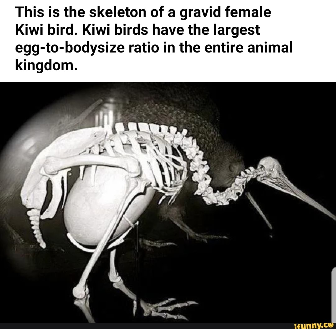 This is the skeleton of a gravid female Kiwi bird. Kiwi birds have the ...