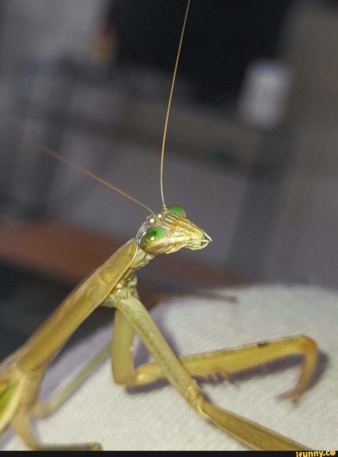 Praying_mantis memes. Best Collection of funny Praying_mantis pictures ...