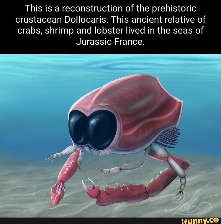 This is a reconstruction of the prehistoric crustacean Dollocaris. This ...