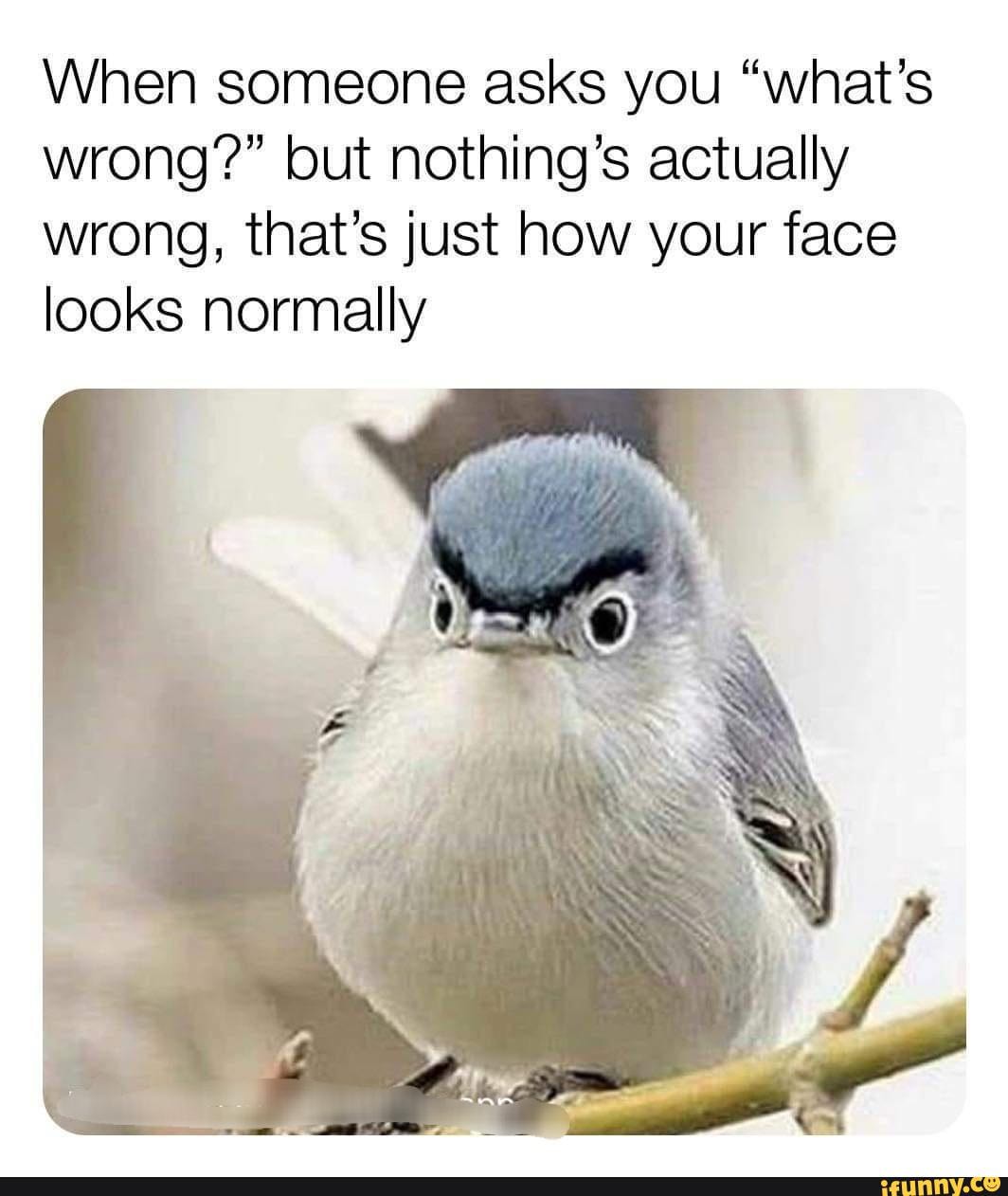 Friday Dump - Memes only, no politics ? - When someone asks you "what's ...