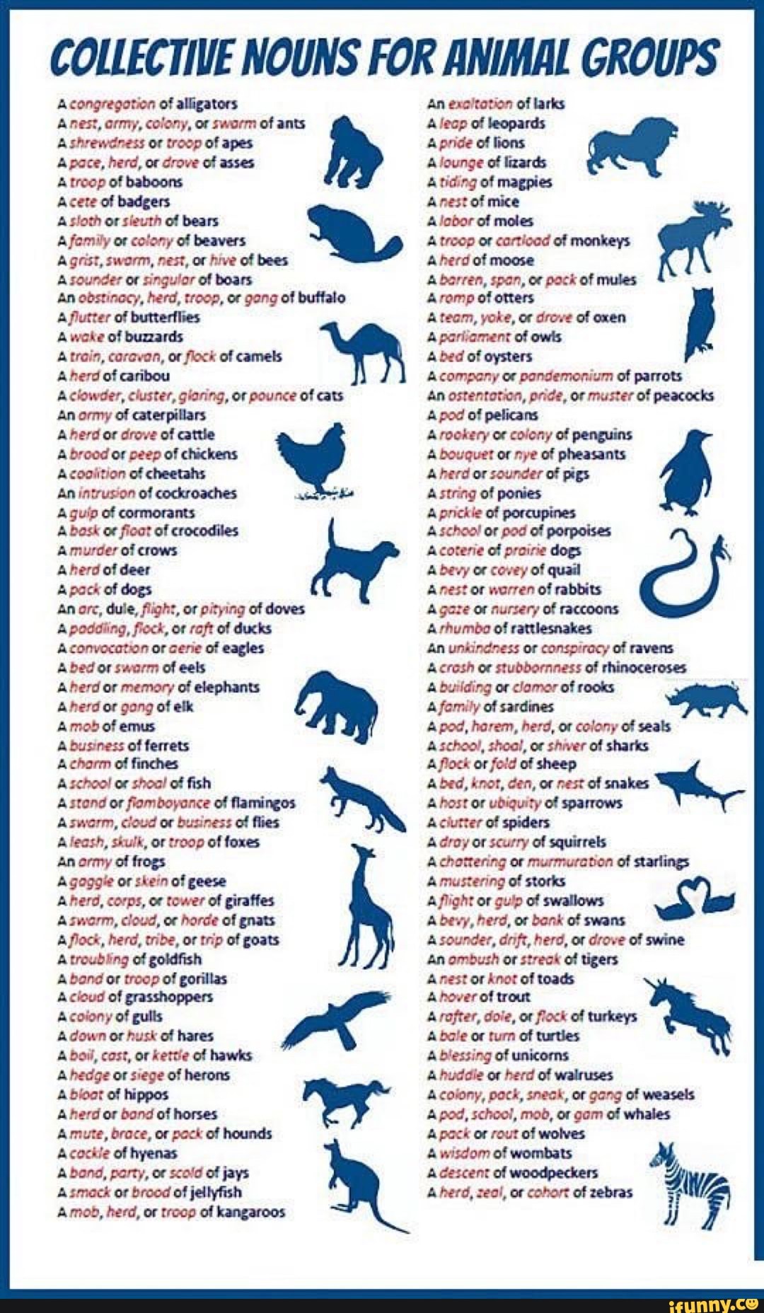 COLLECTIVE NOUNS FOR ANIMAL GROUPS Acongregotion of alligators ARR ...