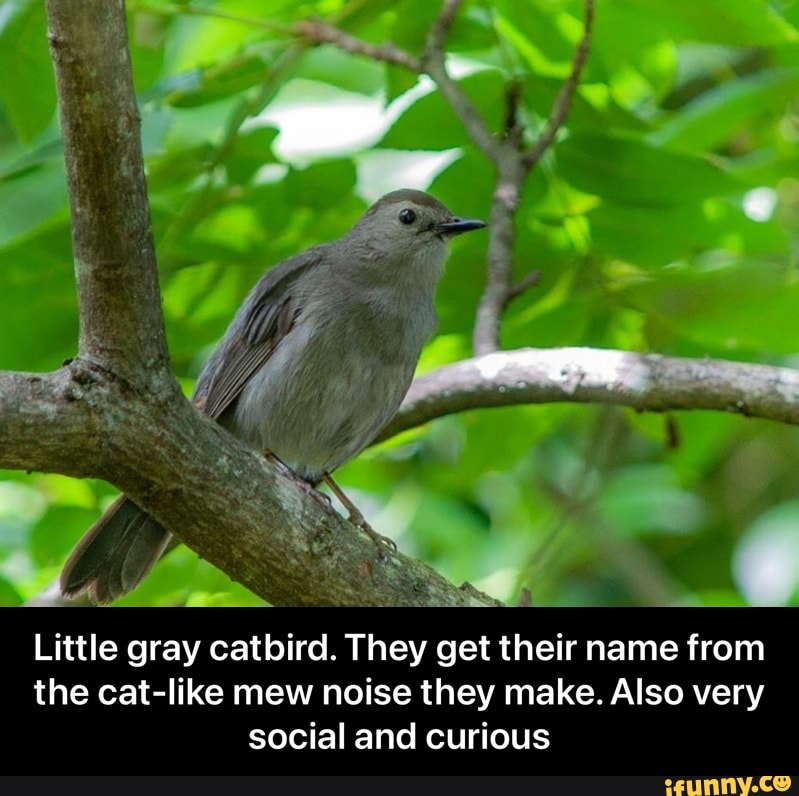 Catbird memes. Best Collection of funny Catbird pictures on iFunny Brazil