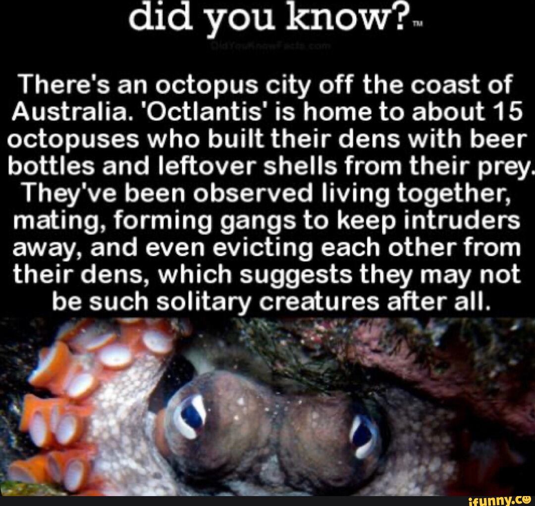 Did you know'. There's an octopus city off the coast of Australia ...