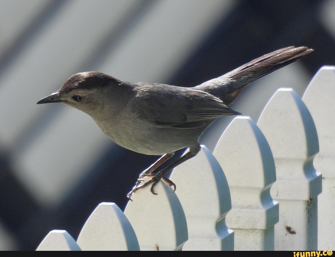 Catbird memes. Best Collection of funny Catbird pictures on iFunny Brazil