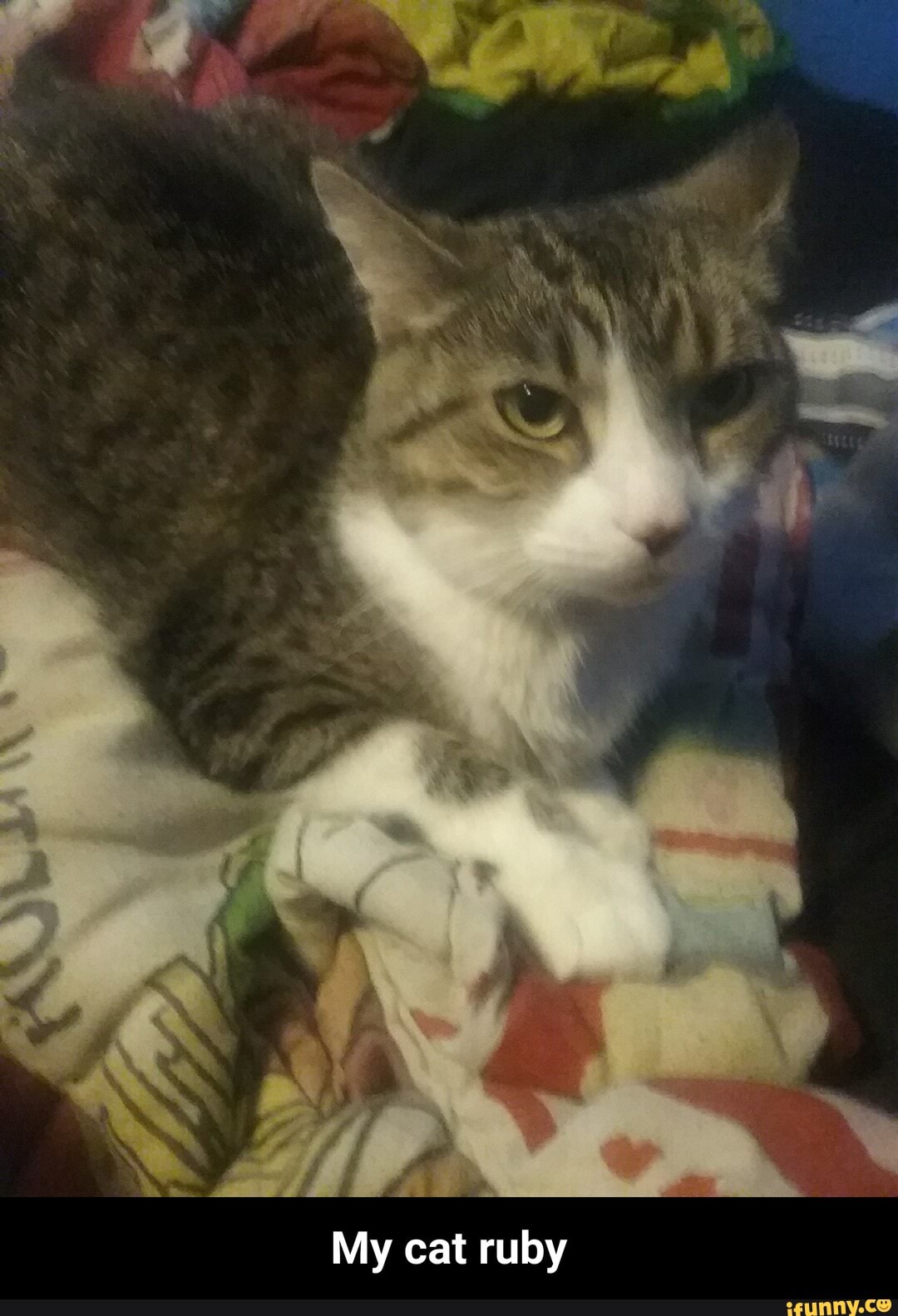 My cat ruby - My cat ruby - iFunny Brazil