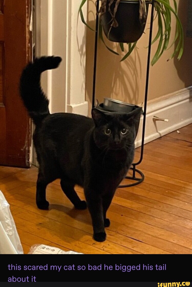 This scared my cat so bad he bigged his tail about it - iFunny Brazil