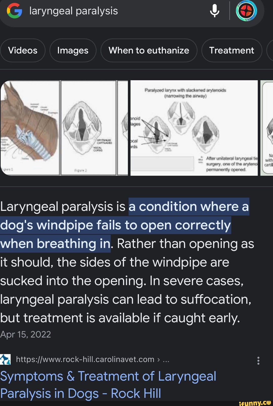 & laryngeal paralysis Videos mages When to euthanize Treatment ...