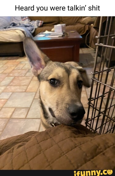 In Dog Cage Meme