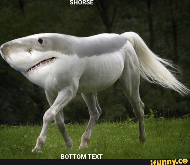 SHORSE BOTTOM TEXT - iFunny Brazil