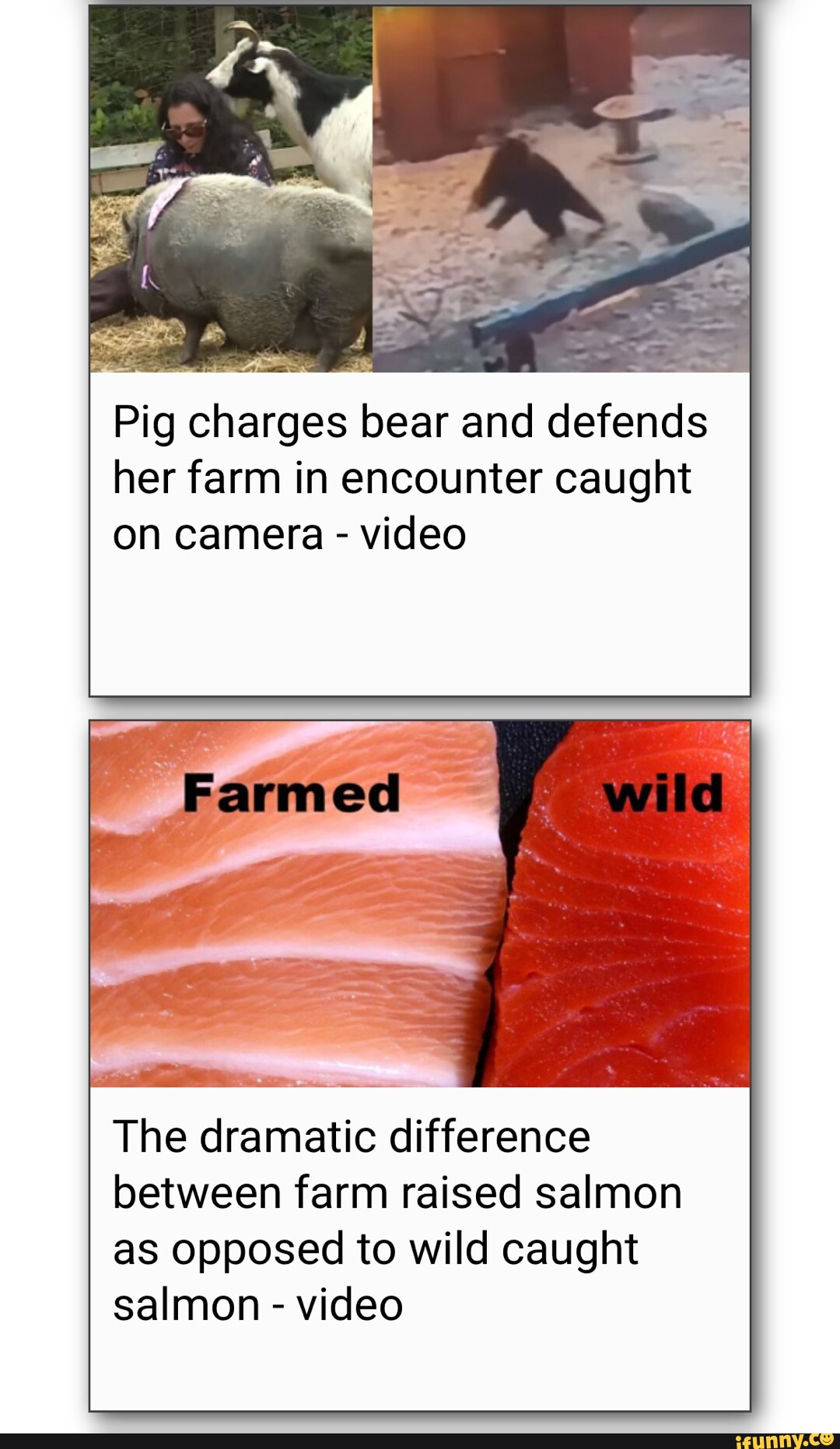 Pig charges bear and defends her farm in encounter caught on camera ...