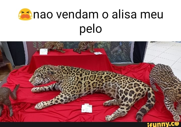 Sé nao vendam o alisa meu pelo - iFunny Brazil