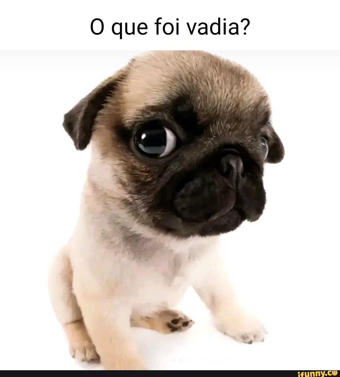 O que foi vadia? - iFunny Brazil