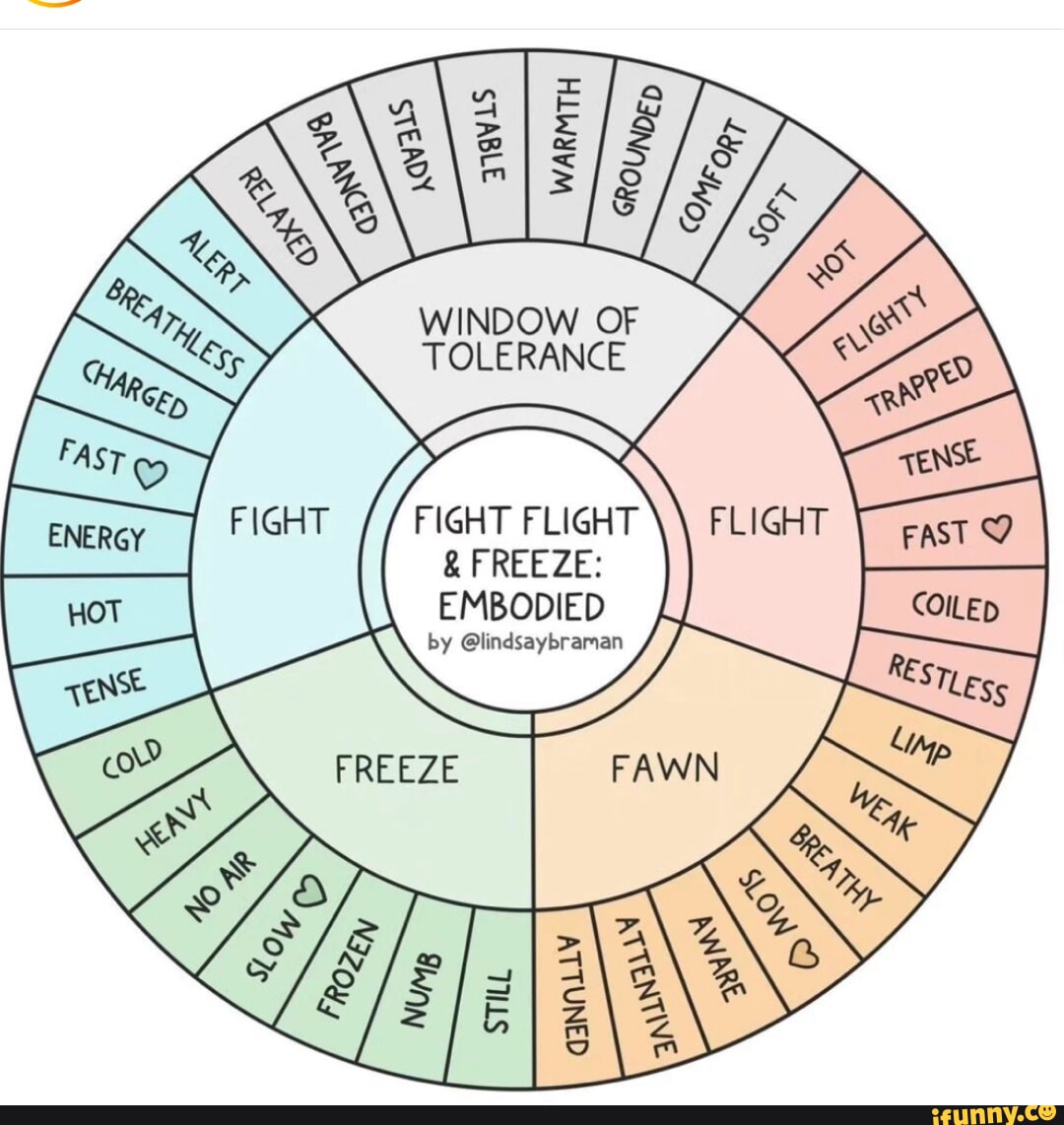 WINDOW OF TOLERANCE FIGHT FLIGHT FREEZE: EMBODIED - iFunny Brazil