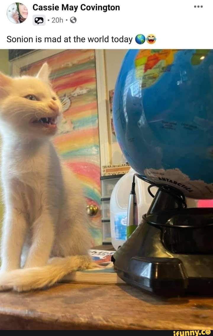 Even more cat memes - Cassie May Covington Sonion is mad at the world ...