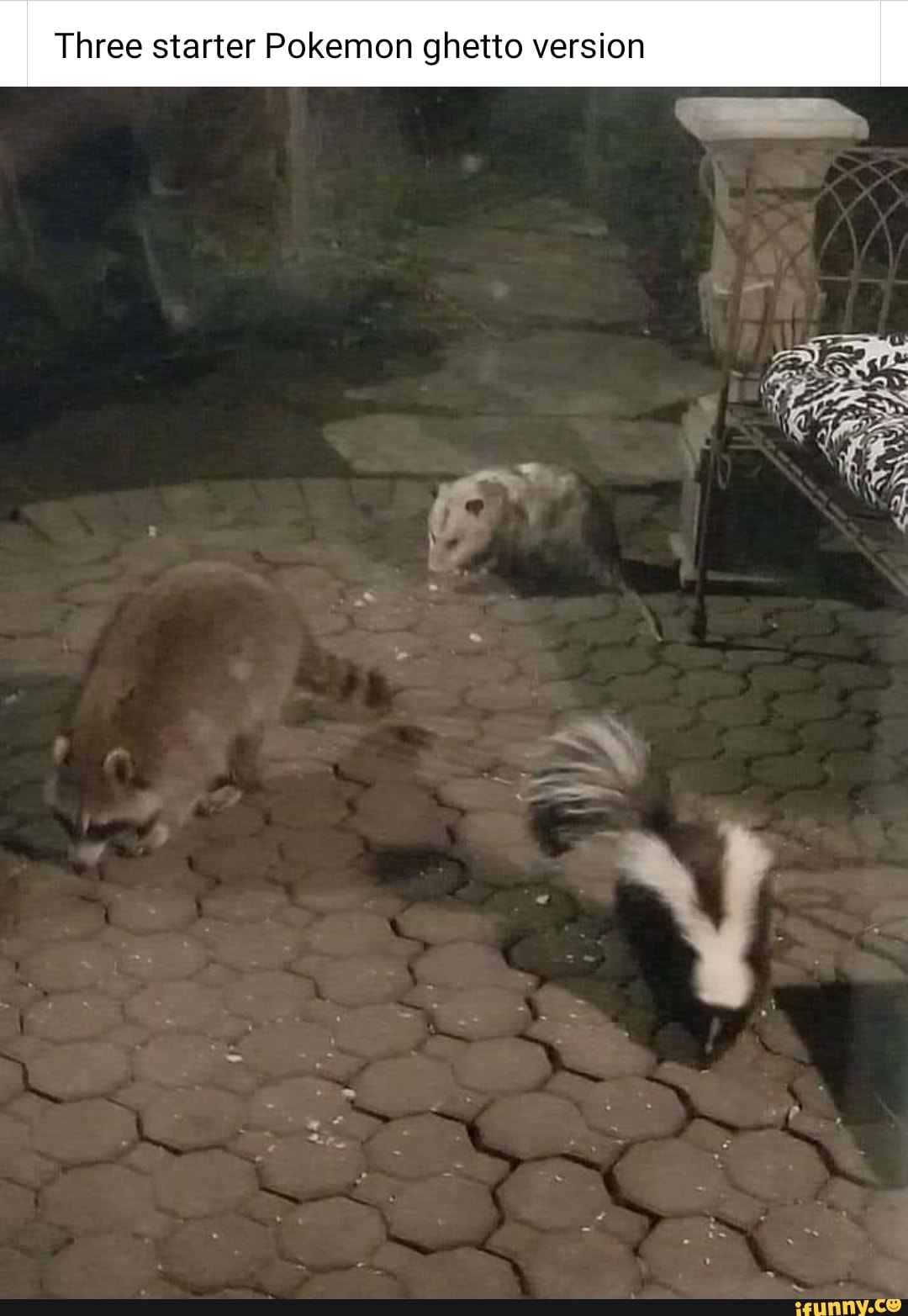 Three starter Pokemon ghetto version - iFunny Brazil