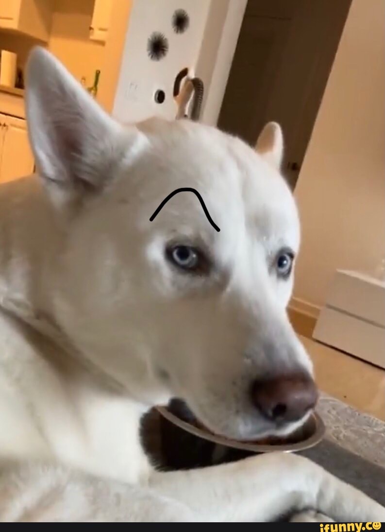 Sharpie Eyebrows Dog