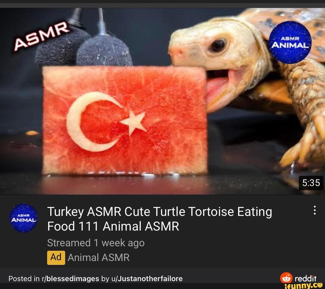 Turkey ASMR Cute Turtle Tortoise Eating Food 111 Animal ASMR Streamed 1 ...