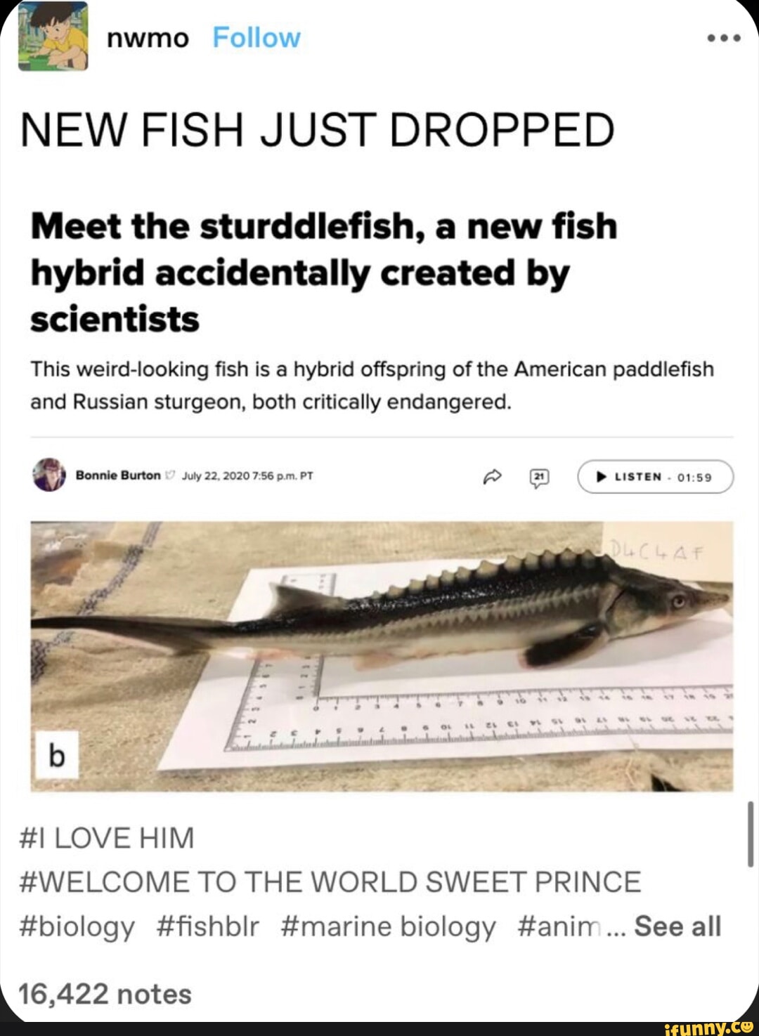 Follow NEW FISH JUST DROPPED Meet the sturddlefish, a new fish hybrid ...