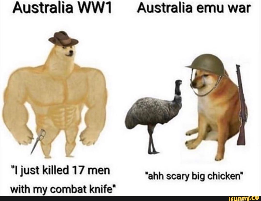 Emu Australia Meme Hotsell | emergencydentistry.com