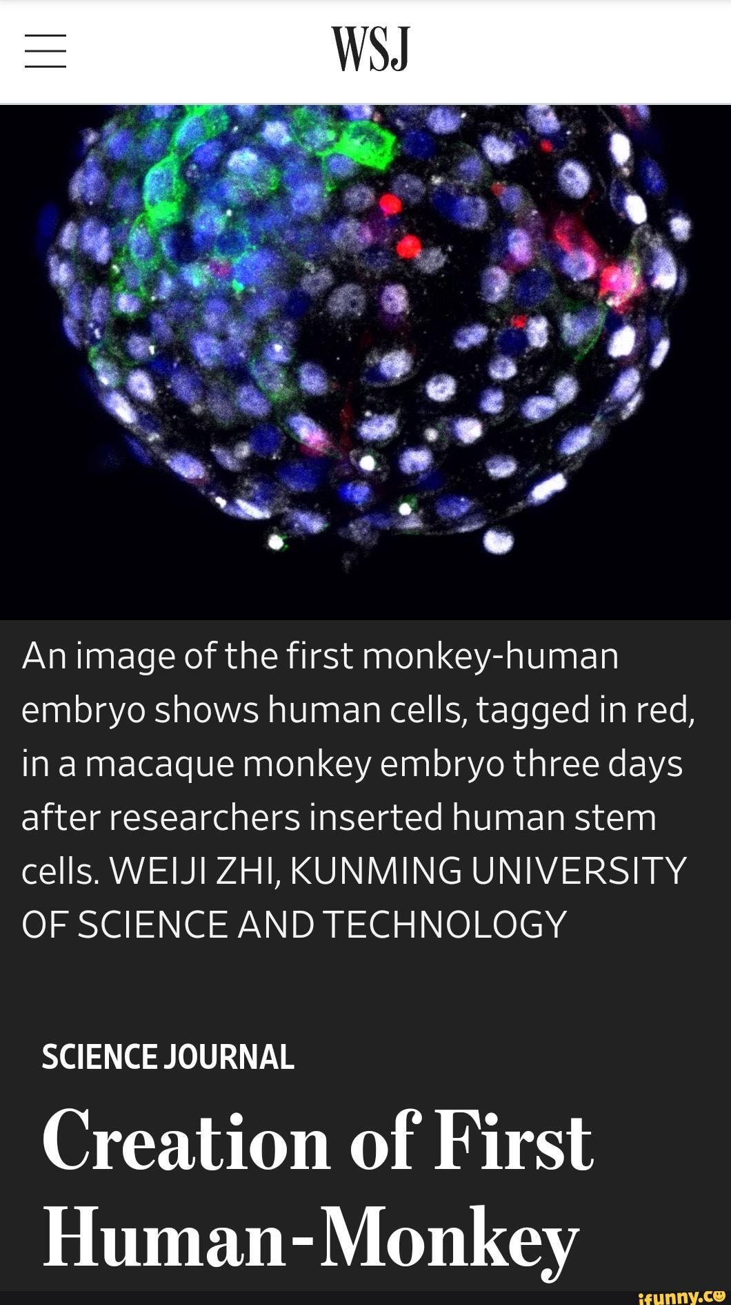 An image of the first monkey-human embryo shows human cells, tagged in ...