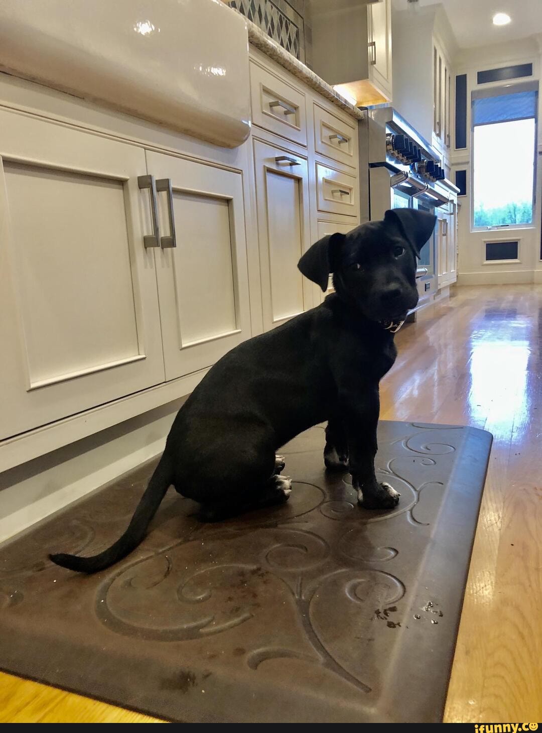 Bassador memes. Best Collection of funny Bassador pictures on iFunny Brazil