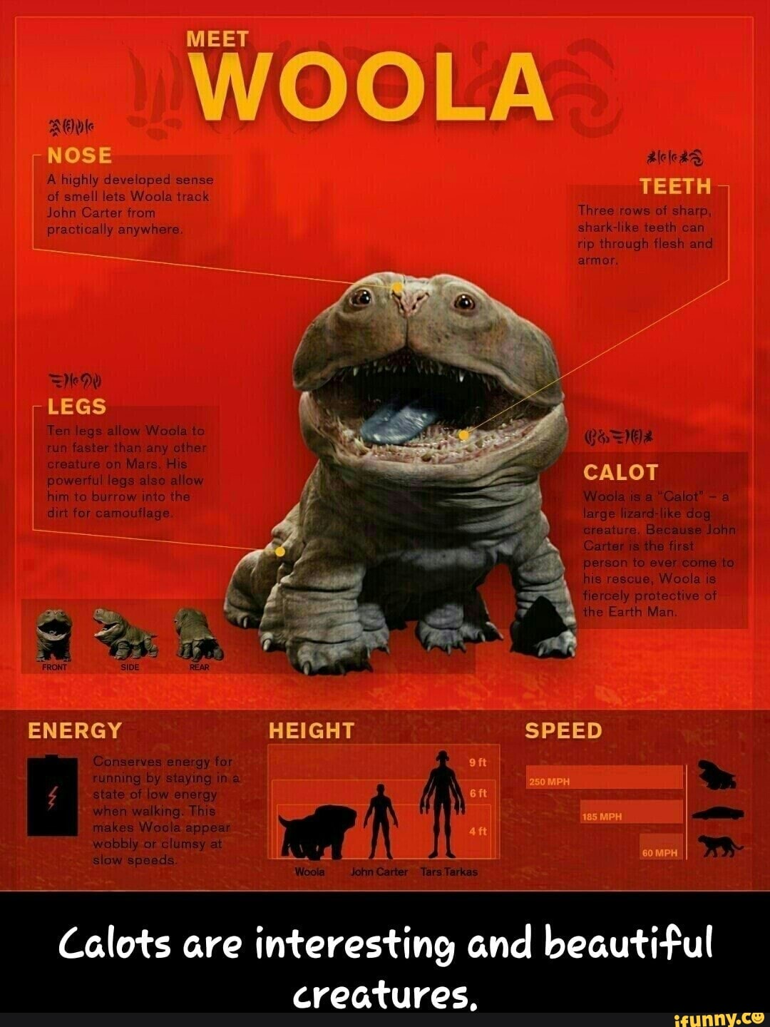 MEET WOOLA aleleasd TEETH NOSE A highly developed sense of smell lets ...