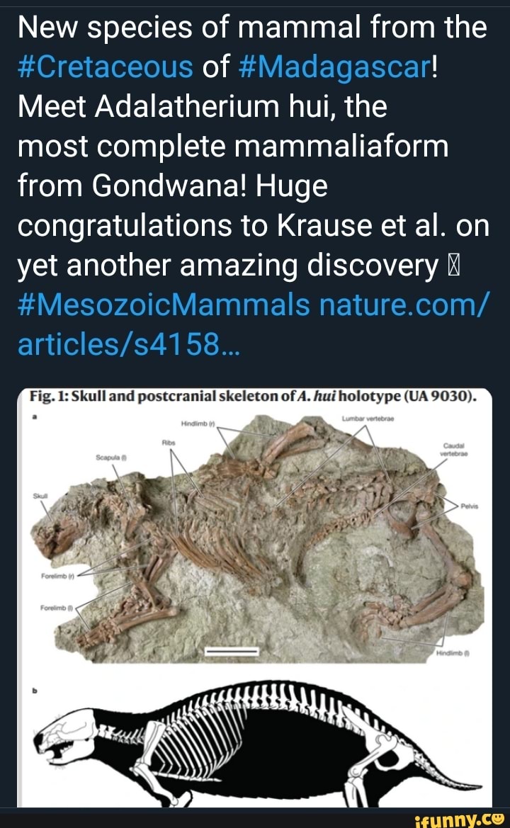 New species of mammal from the #Cretaceous of #Madagascar! Meet ...