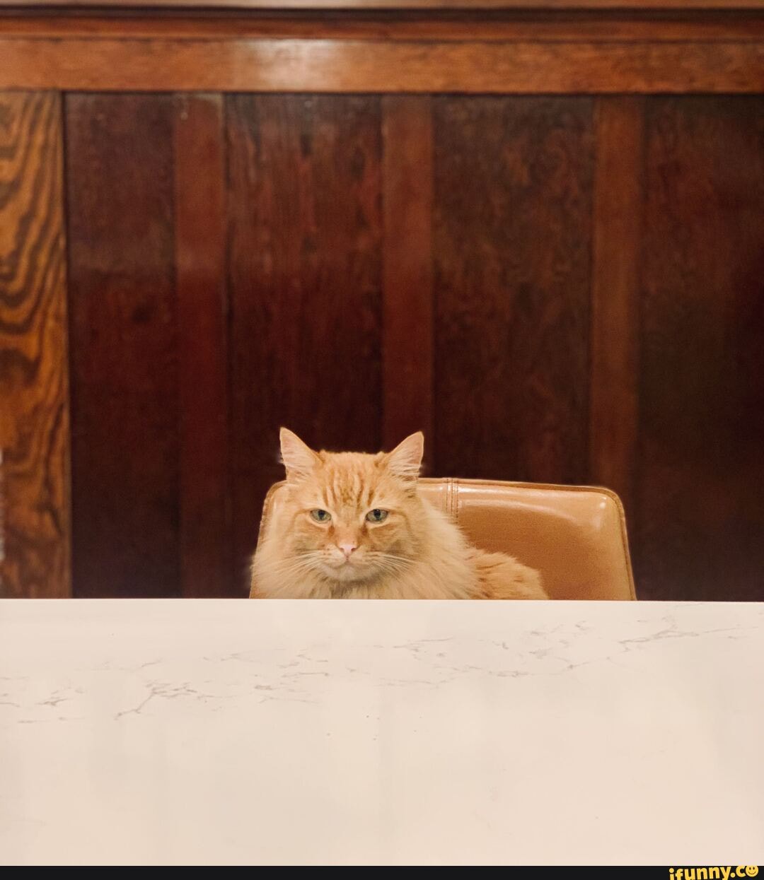 Meowser memes. Best Collection of funny Meowser pictures on iFunny Brazil