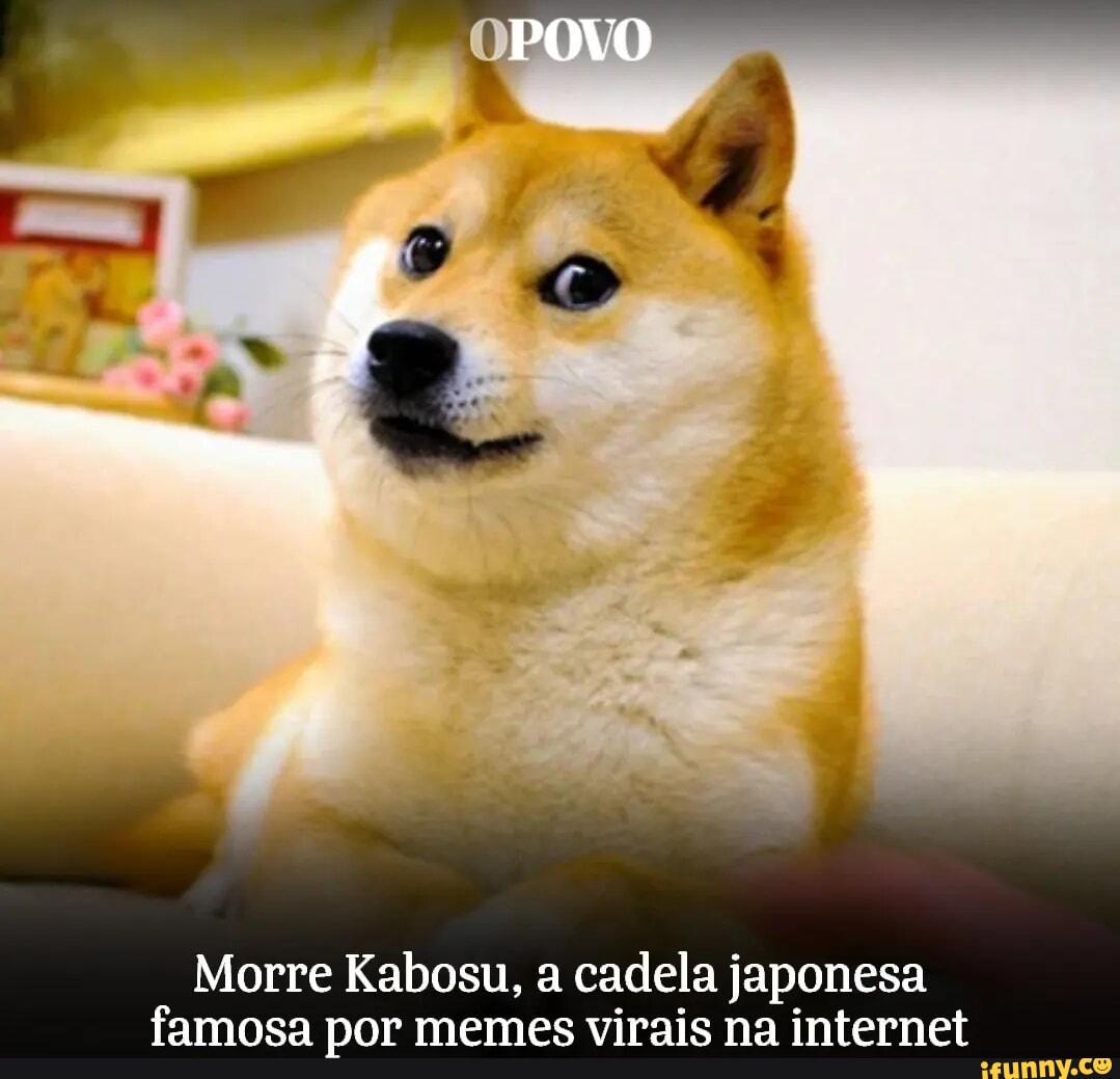 POVO Morre Kabosu, a cadela japonesa famosa por memes virais na internet - iFunny Brazil