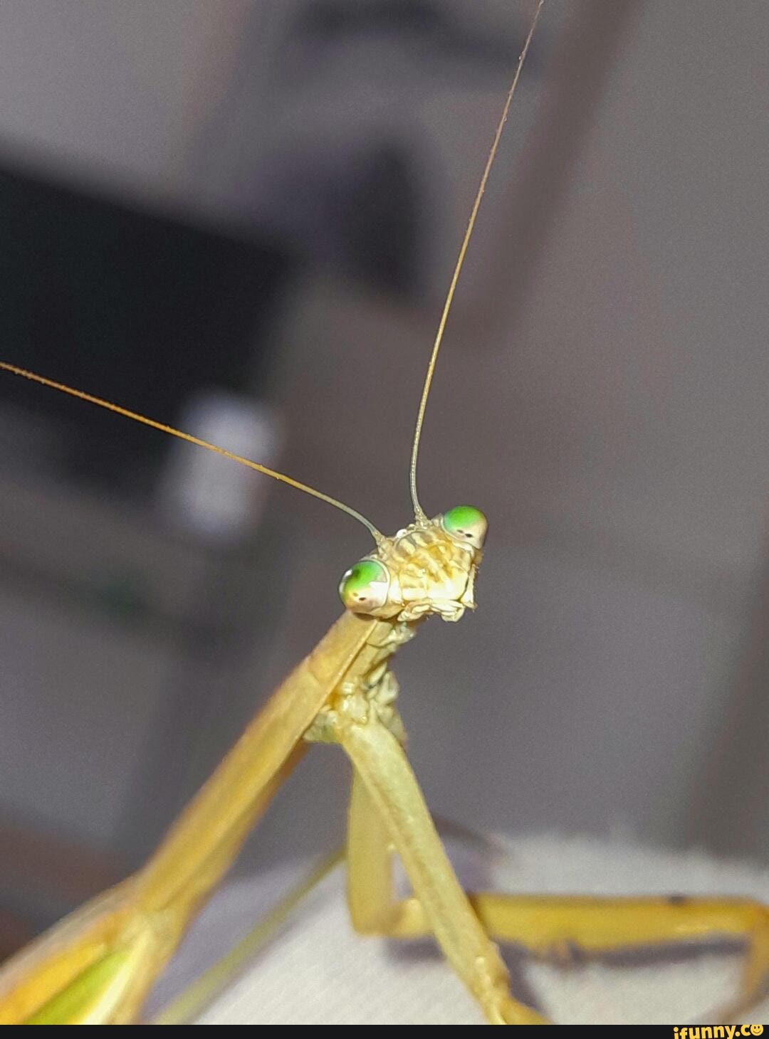 Praying_mantis memes. Best Collection of funny Praying_mantis pictures ...