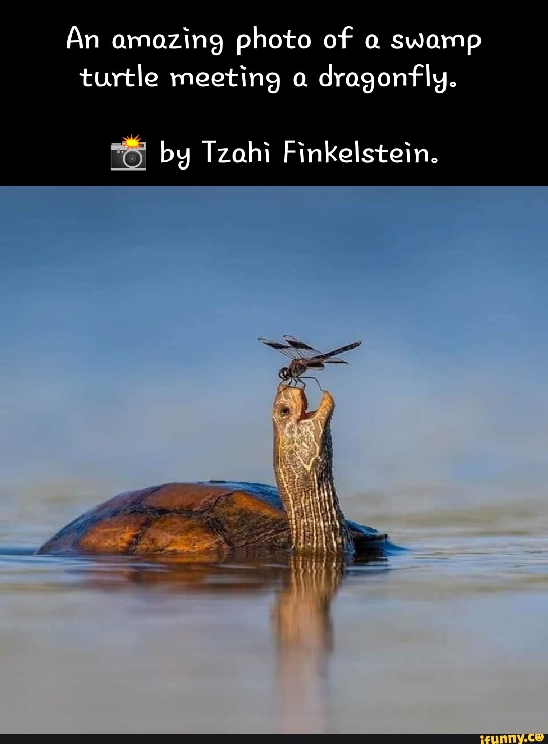 An amazing photo of a swamp turtle meeting a dragonfly. by Tzahi ...