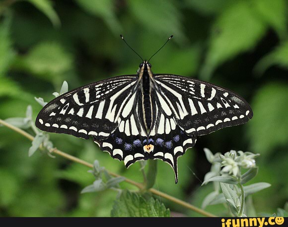 iFunny :)