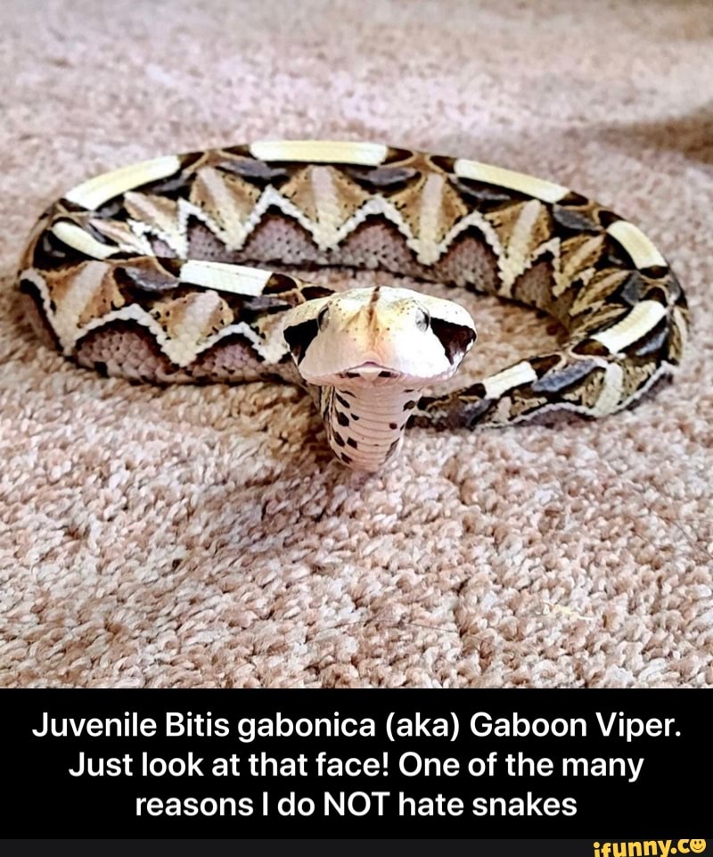 Juvenile Bitis gabonica (aka) Gaboon Viper. Just look at that face! One ...